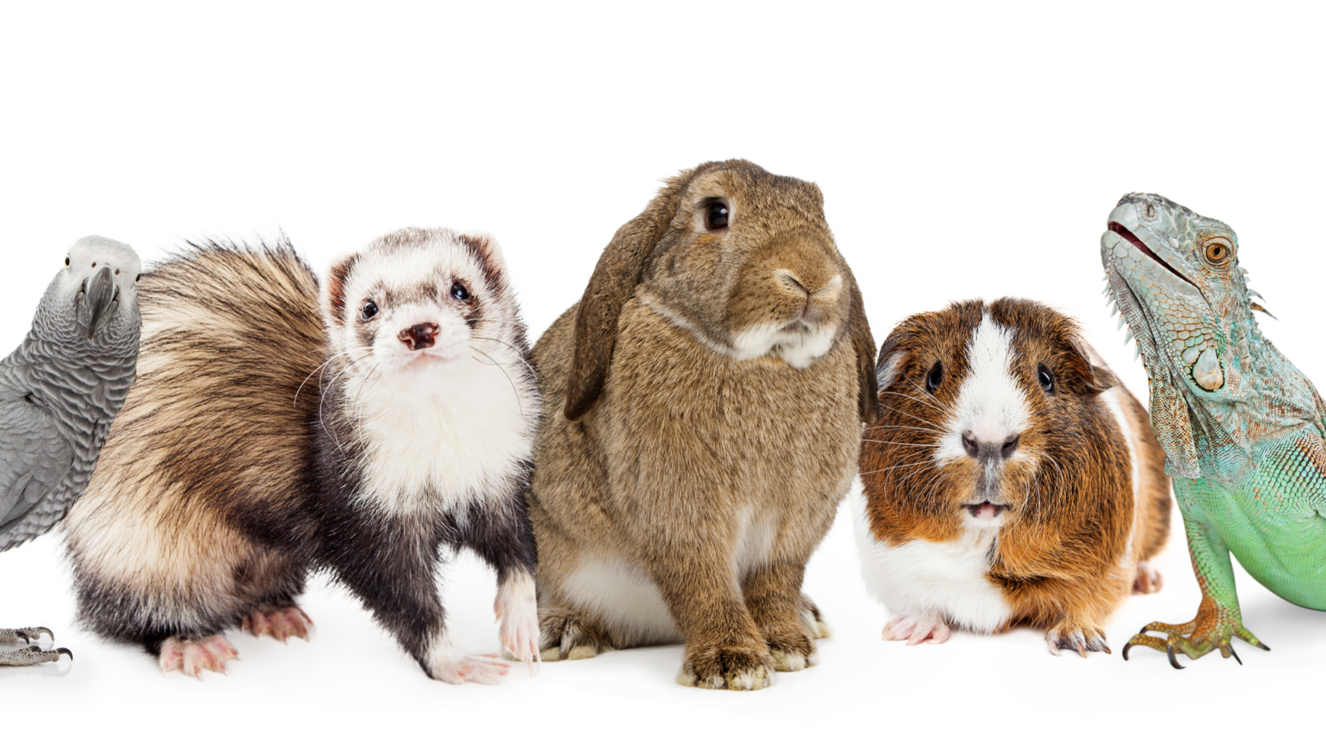 Exotic Animals - Veterinary Ramblings